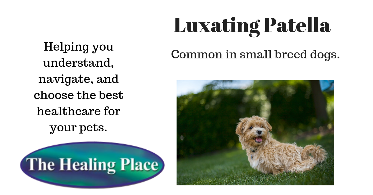Luxating Patella - dr-trish.com, Your Holistic Veterinarian in Crystal ...
