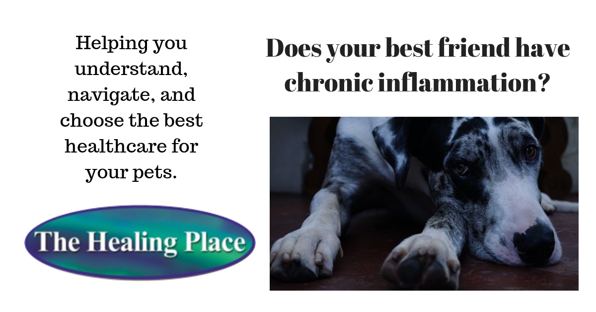Inflammation in pets - dr-trish.com, Your holistic vet in Crystal River ...